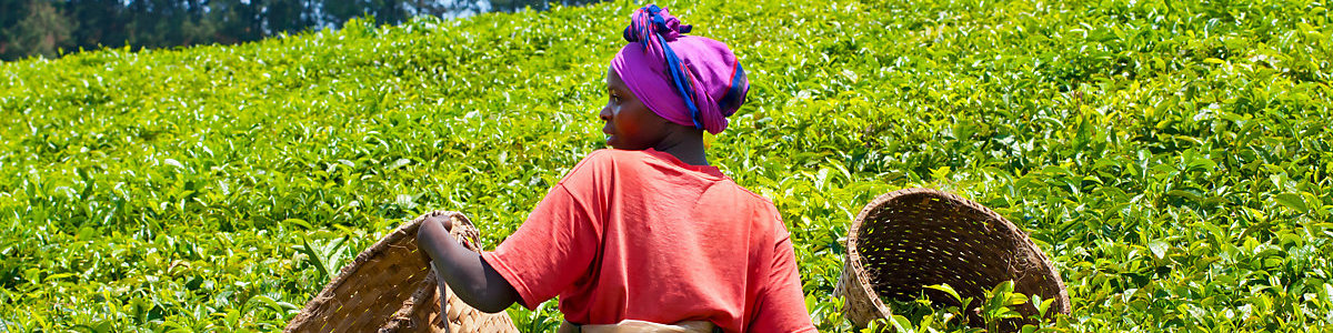 Putting Waste to Good Use - The Auditor